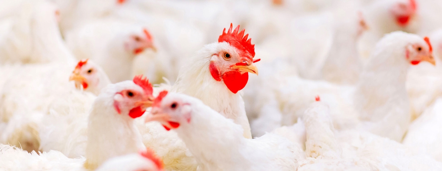 Homepage - Gallina LED