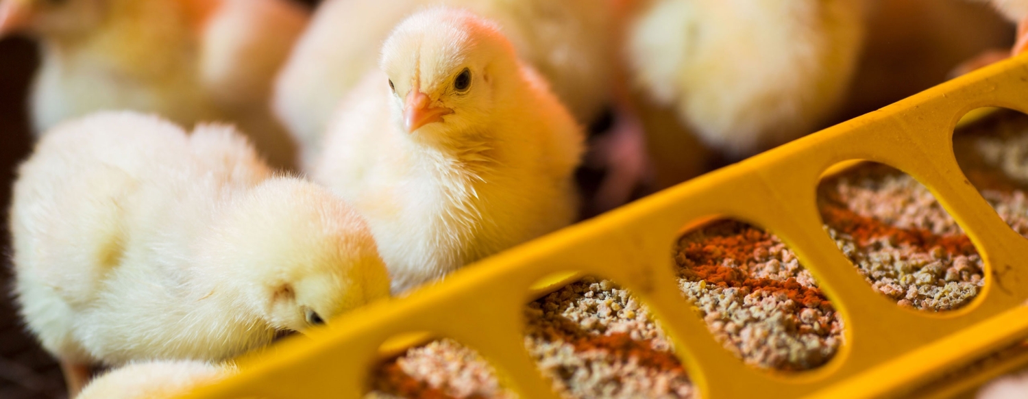 Homepage - Gallina LED