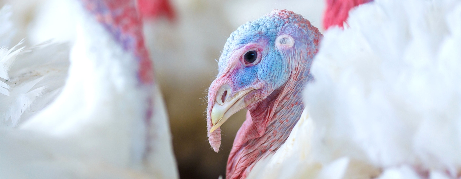Homepage - Gallina LED